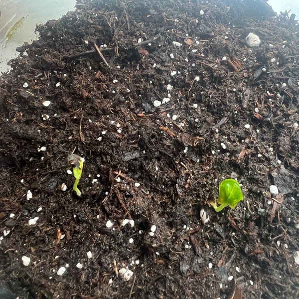 30 SEEDS Bitter Melon Momordica Charantia Bitter Gourd Melon Cundeamor ...