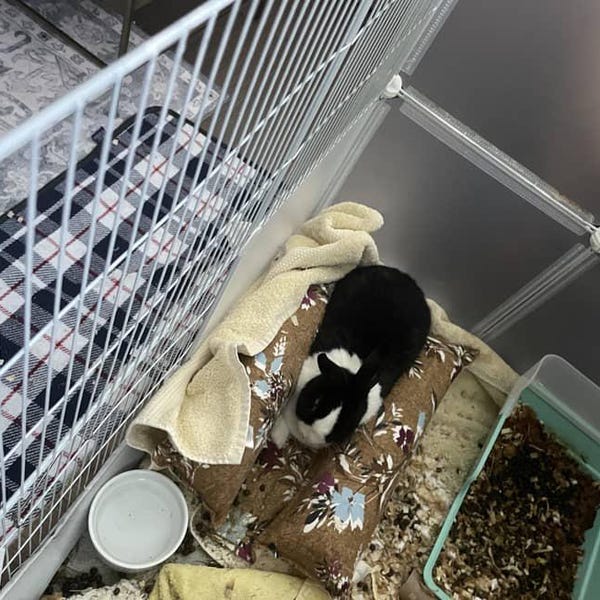 Discounted MYSTERY Classic Hop N' Flop® | Snuggle Burrow Flop Bed for ...