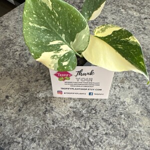 Live House Plant Bloom Harmonys African Violet wranglers Banjo Dancing ...