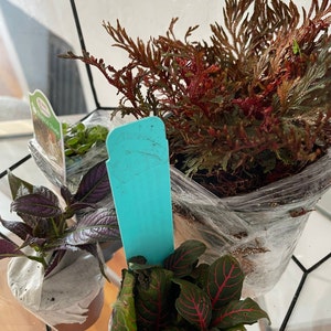 Flowerpotnursery Ruby Red Spikemoss Selaginella Erythropus Sanguinea 4 ...