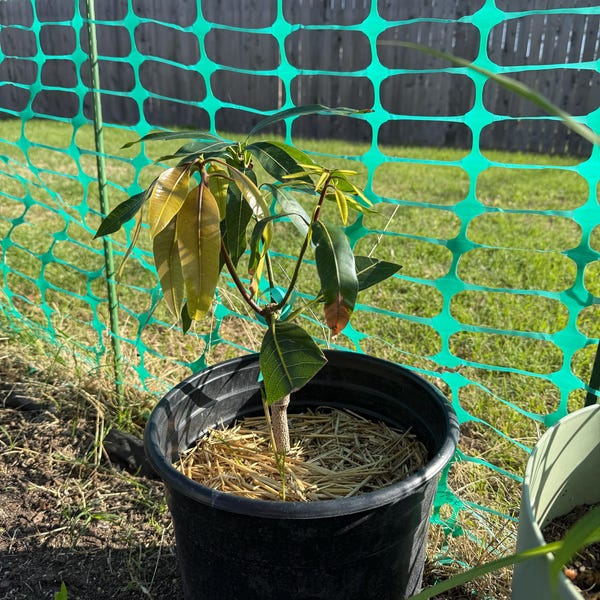 Grafted Keitt Mango Tree, Dwarf Variety (1/2 Gallon Pot) - Etsy