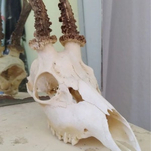 Fallow Deer Skull From Central Europe Fallow Deer dama - Etsy