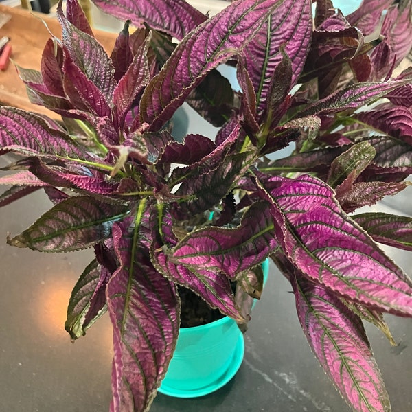 Pothos Champs Elysees Teruno Pothos Epipremnum Japanese Pothos Tropical ...