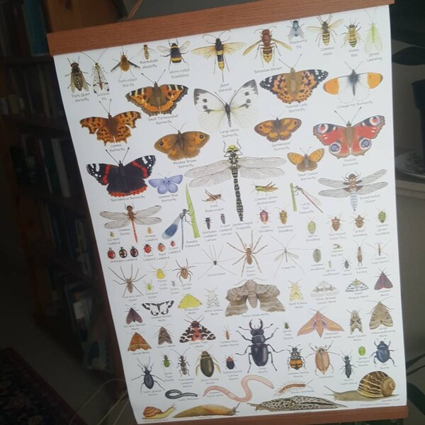 British Invertebrates A3 Identification Poster, Insect Chart, Bugs Art ...