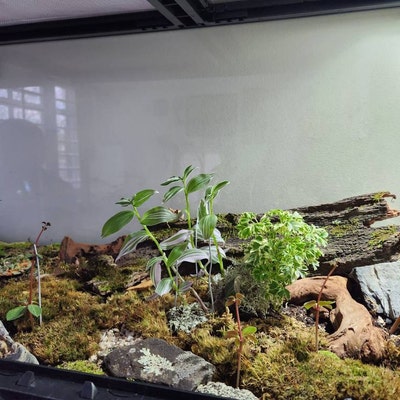 Spoon Leaved Moss Bryoandersonia Illecebra Live Terrarium Moss - Etsy