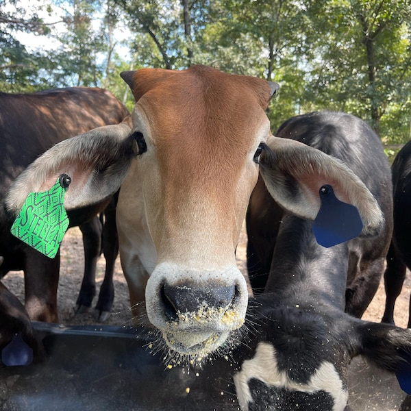 Personalized Laser Engraved Cow Ear Tags Cattle Ear Tags Custom ...