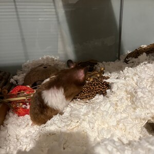 Flax Spray, Dried Flax Stems, Hamster Flax, Bird Flax, Hamster Flax ...