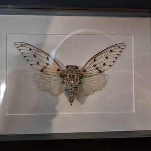 Real Atlas Moth Shadow Box Frame, Framed Attacus Atlas, Moth Taxidermy ...