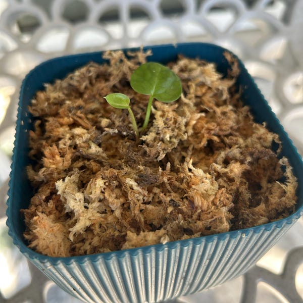 Organic Emperor Lychee Live Plant | Litchi Chinensis 1 Live Plant ...