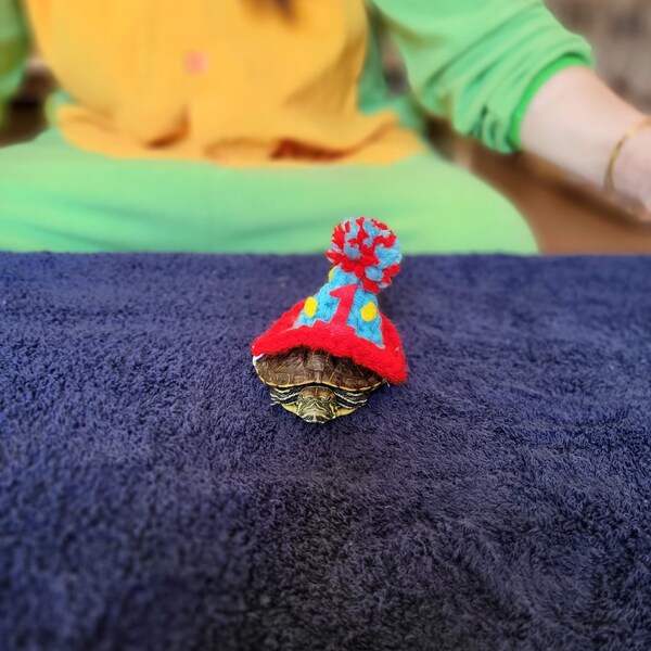 Birthday Hat Costume for Turtles/tortoises - Etsy