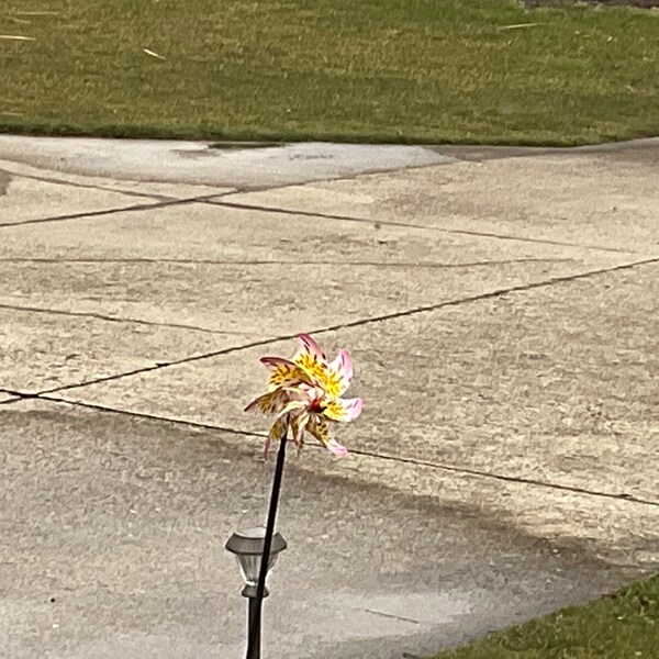 Hummingbird Pinwheel Spinner Whirligig Windmill Fan - Etsy