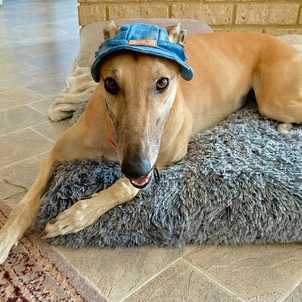 Dog Hat | Bucket Hat | Puppy Hat | Dog Visor | Sun Protection Cap ...