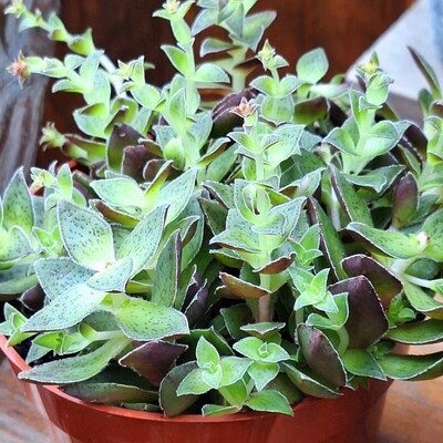 Euphorbia Trigona CV. Royal Red Rubra Cactus Rare Succulent Live Cacti ...