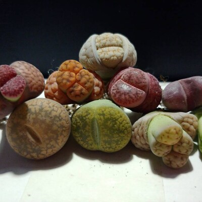 Plant 1 Dinteranthus.vanzylii L.lesliei Dinterops stonesthrow - Etsy