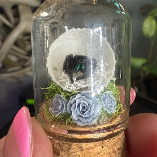 Custom Final Resting Place- Memorial Enclosure for Jumping Spiders. - Etsy