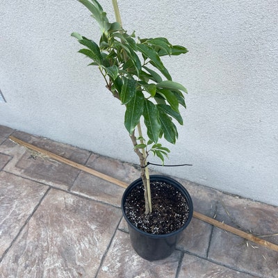 Red Diamond Red Crystal Seedless Guava Crisp Extremely Rare - Etsy