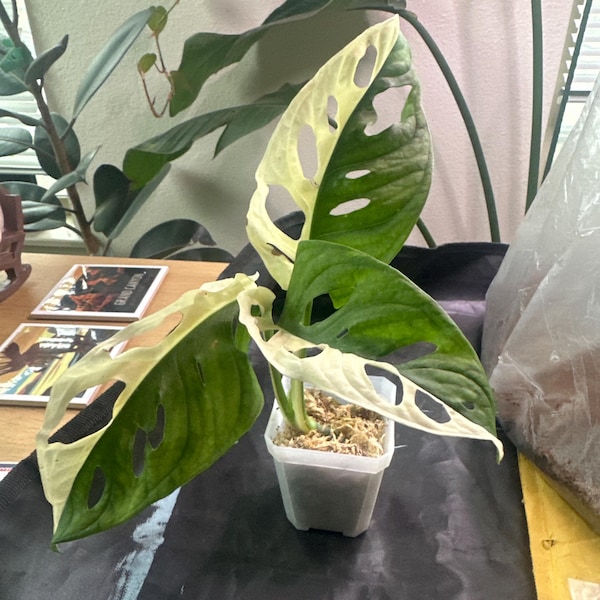 Scindapsus Jade Satin Marble Variegated Plant - Etsy