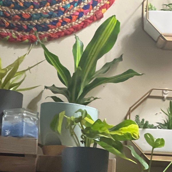 4" Dracaena Giganta – Tall Indoor Houseplant – Easy Care Live Plant ...
