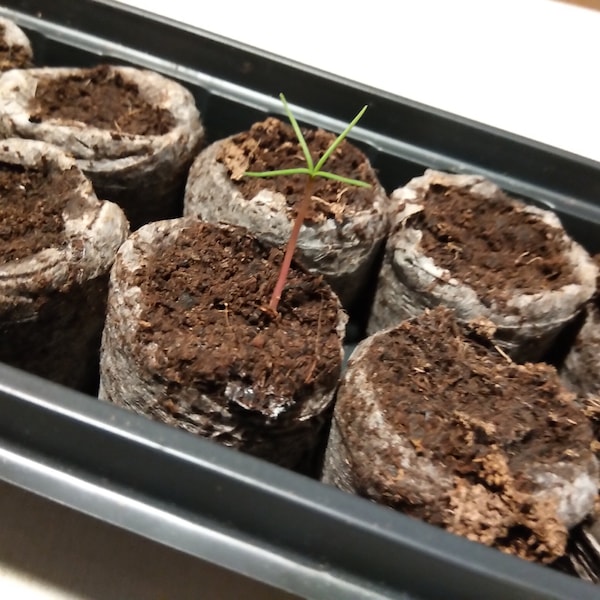giant-sequoia-redwood-tree-seeds-redwood-tree-seeds-giant-sequoia
