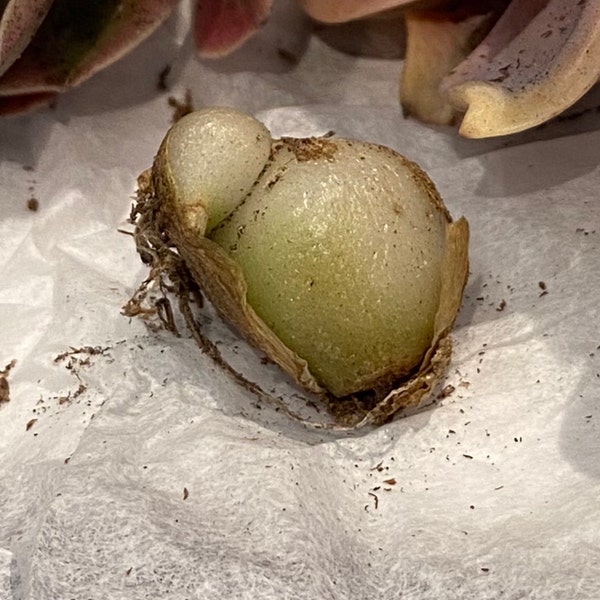 Rare Succulents, Albuca Concordiana Bulb, 0.5"-1", Live Plant - Etsy