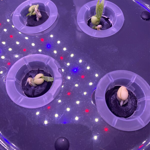 Butterfly Pea 15 Seeds Centrosema Virginianum Florida Native Flower ...