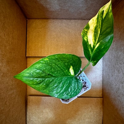 Cebu Blue Ghost Variegated Epipremnum Pinnatum Rooted Starter Plant - Etsy