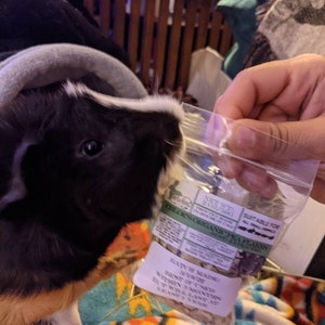 Hamster Gerbil Rat and Mouse Forage Mix | Etsy