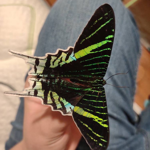 The Green-banded Urania Moth | Urania Leilus | Dry-preserved Specimens ...