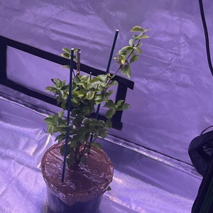 Organic Emperor Lychee Live Plant Litchi Chinensis 1 Live Plant Hybrid ...