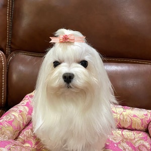 Petite Dog Bows,small Dog Hair Bows,pigtail Bows for Dogs,bows for ...