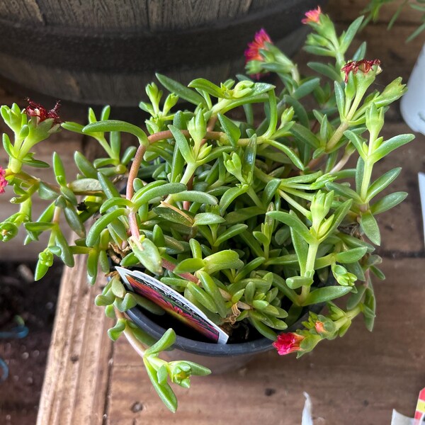 Cranesbill ‘rozanne’ -glowing Violet-blue, Saucer-shaped Flowers ...