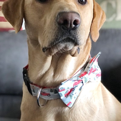 Handmade Duck Collar. Coco Collar. Green and Brown Jacquard Ribbon. for ...