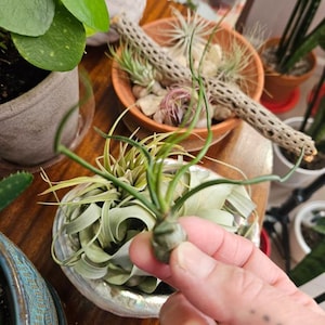Neglecta Mini Air Plants Tillandsia, Air Plant, Indoor Plant, House ...