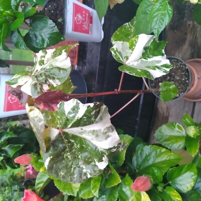 MAHOE Variegated Sea Hibiscus Tropical Tree Live Plant Colored Leaves ...