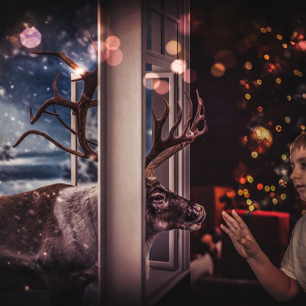 2 Reindeer Rudolf in a Christmas Window Digital Backgrounds Backdrops ...