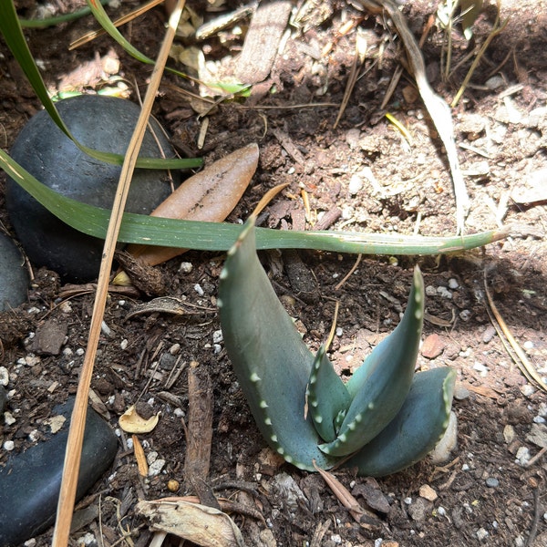 Brachychiton Rupestris Australian Bottle Tree. Queensland Bottle Tree ...