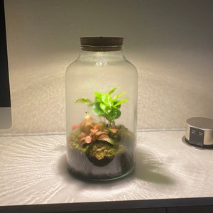 Plant Terrarium Kit Palm 3 Terrarium Plants Closed - Etsy