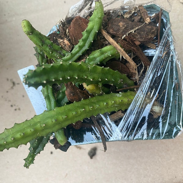 Unusual Red Back Bamboo Ginger 'alpinia Luteocarpa' - Etsy