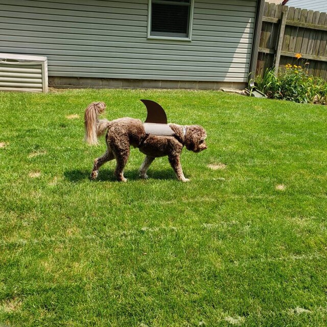 Shark Fins For Dogs. Dog Shark Fins. Shark Dog by LABRASHARK