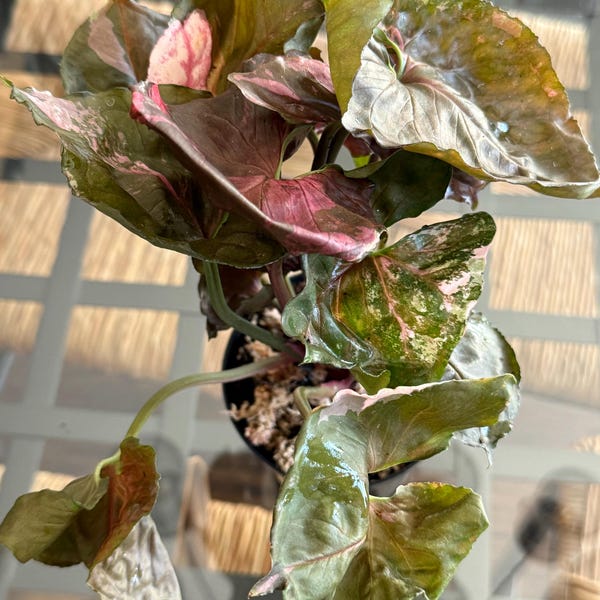 Euphorbia Lactea Cristata Red - Coral Cactus Pot 4” Indoor Plants ...