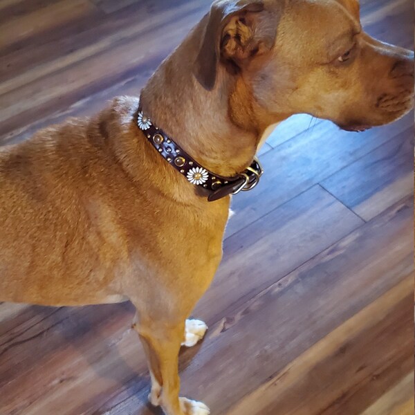 Personalized Dog Collar, Designer Dog Collar, Fancy Dog Collar - Etsy