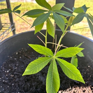 5 Fresh Cutting Vines No Root Puerto Rico Sweet Potatoes Strong to Grow ...