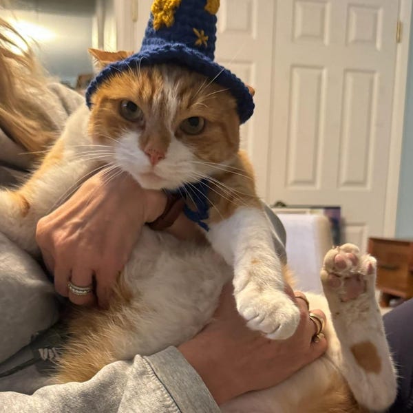 Cat Witch Hat, Cat Wizard Hat, Hats for Cats, Halloween Costume for ...