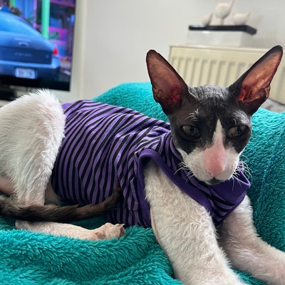 Kotomoda Shower Caps for Sphynx Cats and Small Pets 20pcs in a Tin Box ...