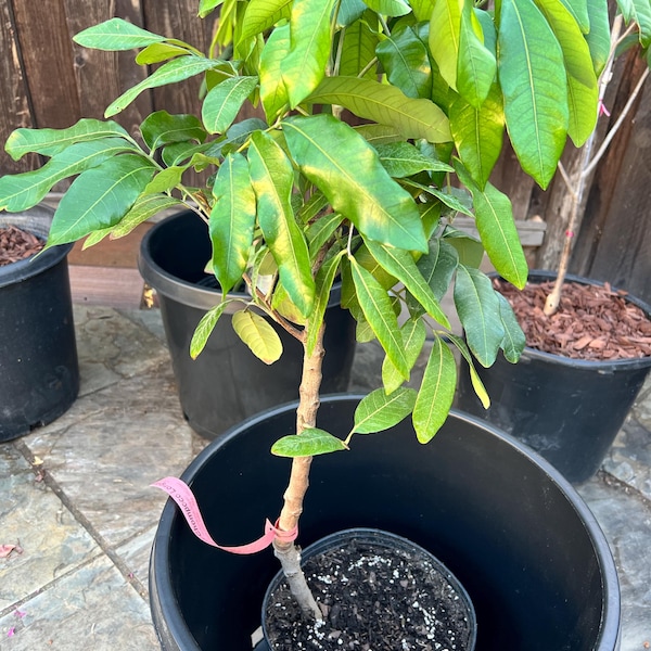 Longan, Dwarf, Pink 'sri Chompoo' (dimocarpus Longan) Air Layered 3-4 ...