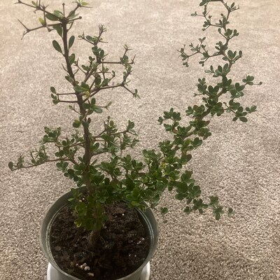 Variegated Mini Jade Bonsai Start Portulacaria Afra Grown in an 8 Pot ...
