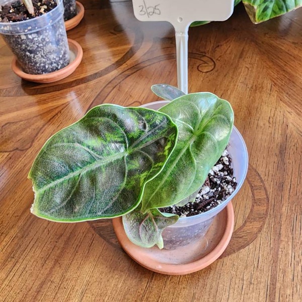 Spider Man Monstera “amydrium Silver” 4” Pot (ALL PLANTS Require You to ...