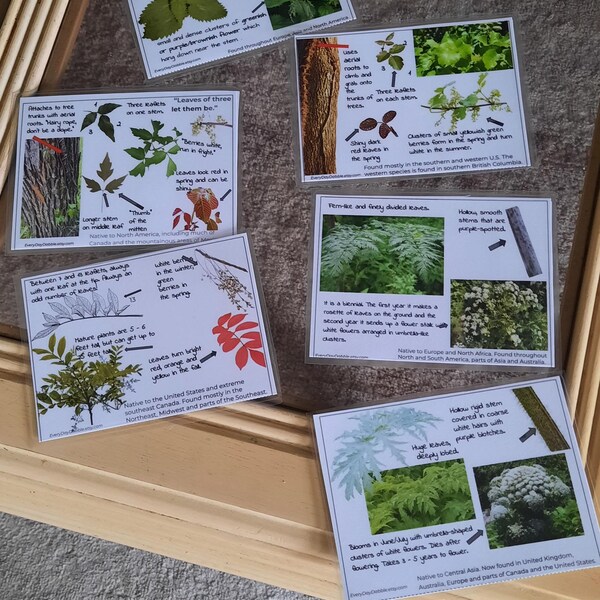 Printable Compost Mini Poster and Compost Sequence Cards - Digital ...