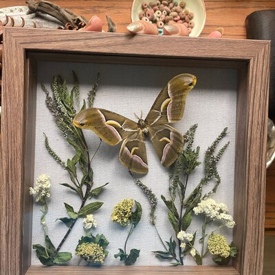 MUTATED Luna Moth Shadow Box Female Actias Luna With Eyespot Mutation ...