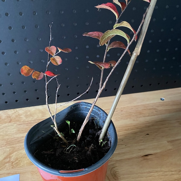 Purple Twilight Flowering Crape Myrtle Trees - Etsy